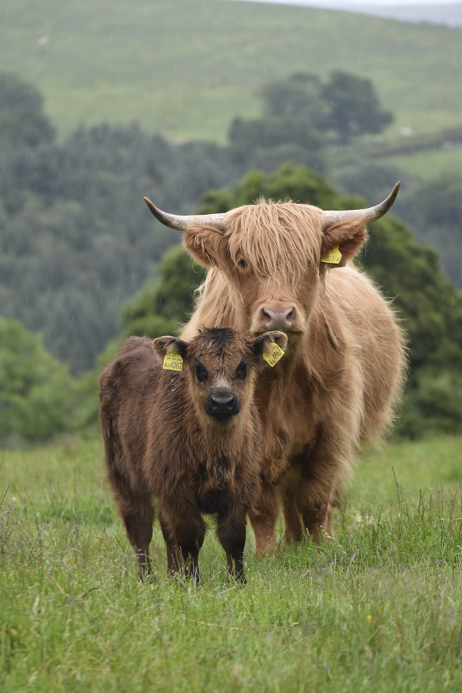 Highland cows near Edinburgh - visit our farm and get up close
